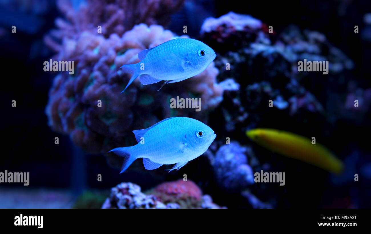 Blue Chromis (Chromis atripectoralis Stock Photo - Alamy