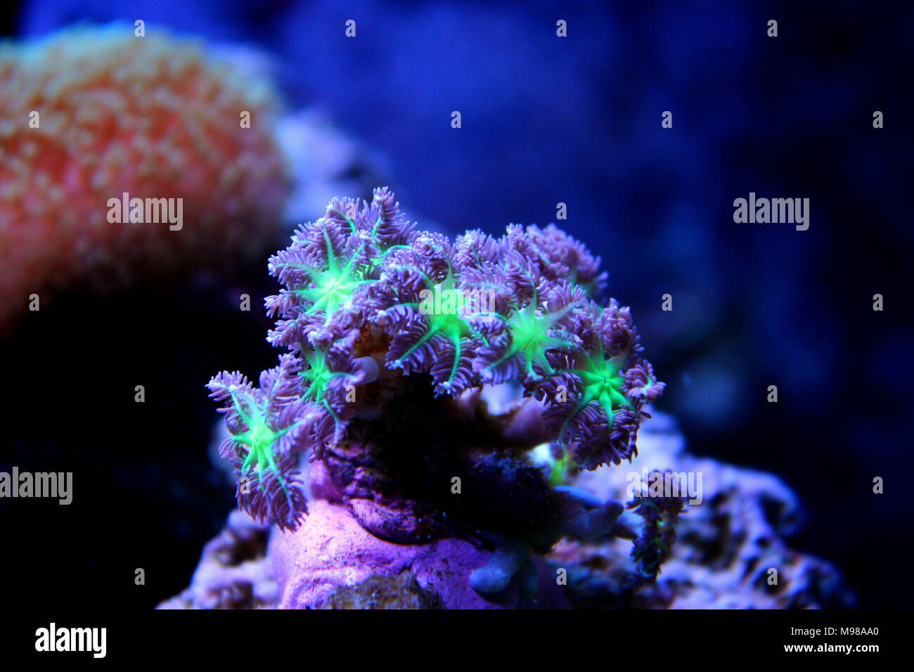 Clavularia glove polyps colony coral Stock Photo - Alamy