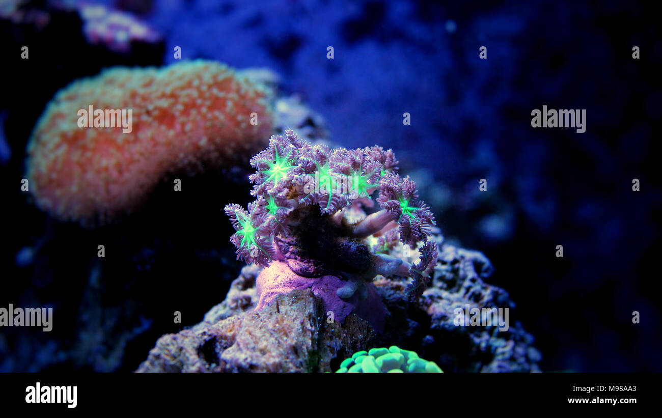 Clavularia glove polyps colony coral Stock Photo - Alamy