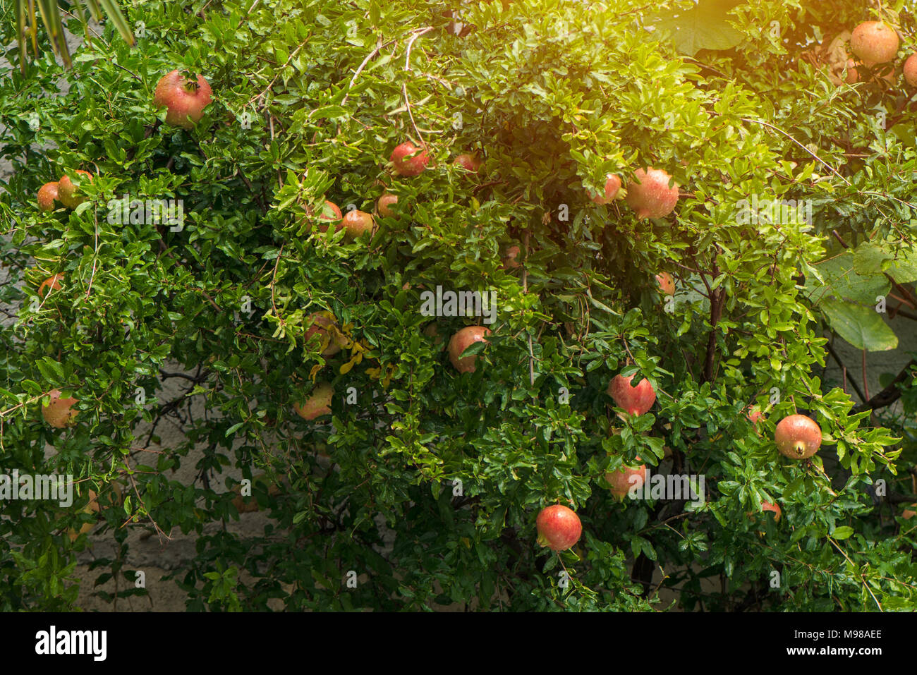 Pomegranate tree garden hi-res stock photography and images - Alamy