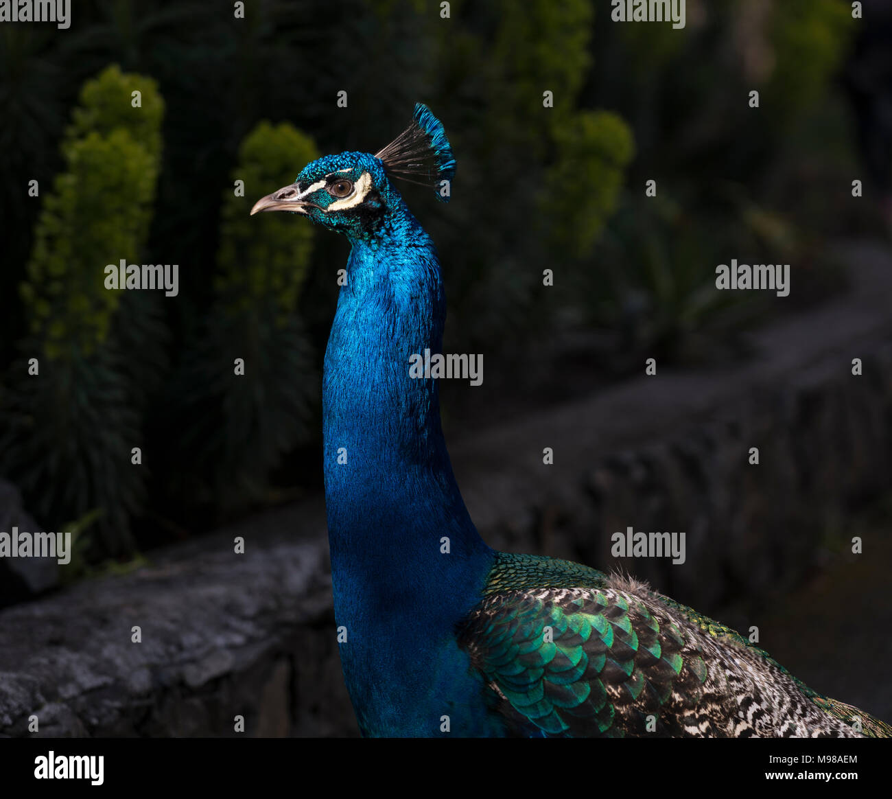 Peacock hill park victoria british hi-res stock photography and images ...