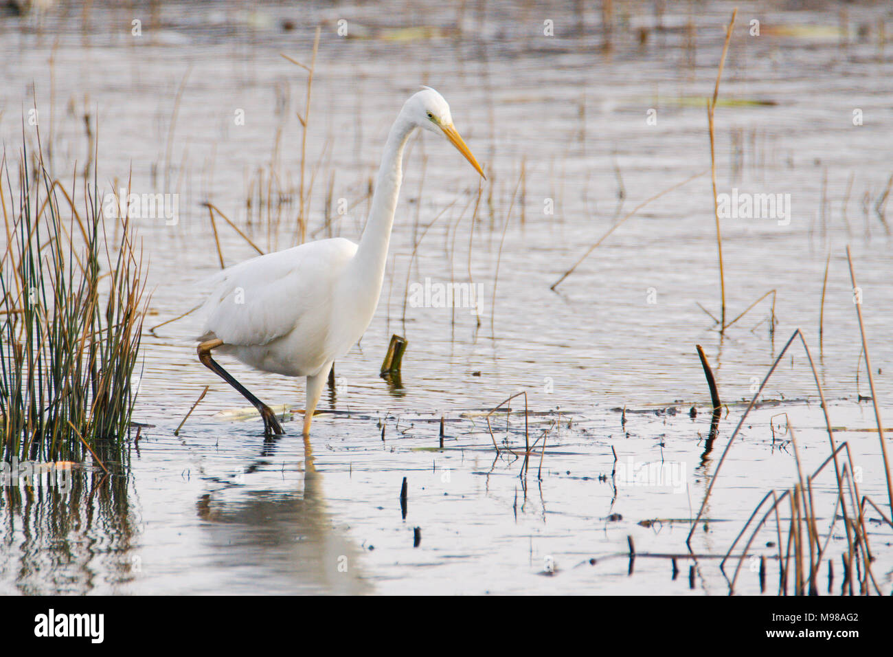 Great White Egret - Ardea alba, photographed at Leighton Moss RSPB ...