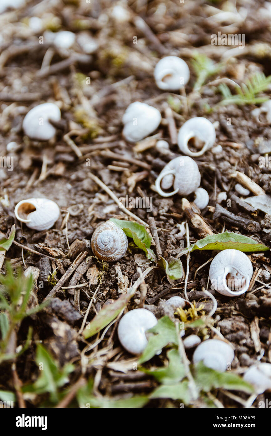 Empty and dry snail shells on ground. Film effect Stock Photo - Alamy