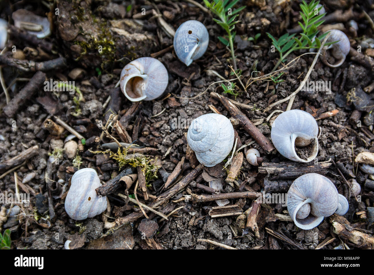 Empty and dry snail shells on ground. Top view Stock Photo - Alamy