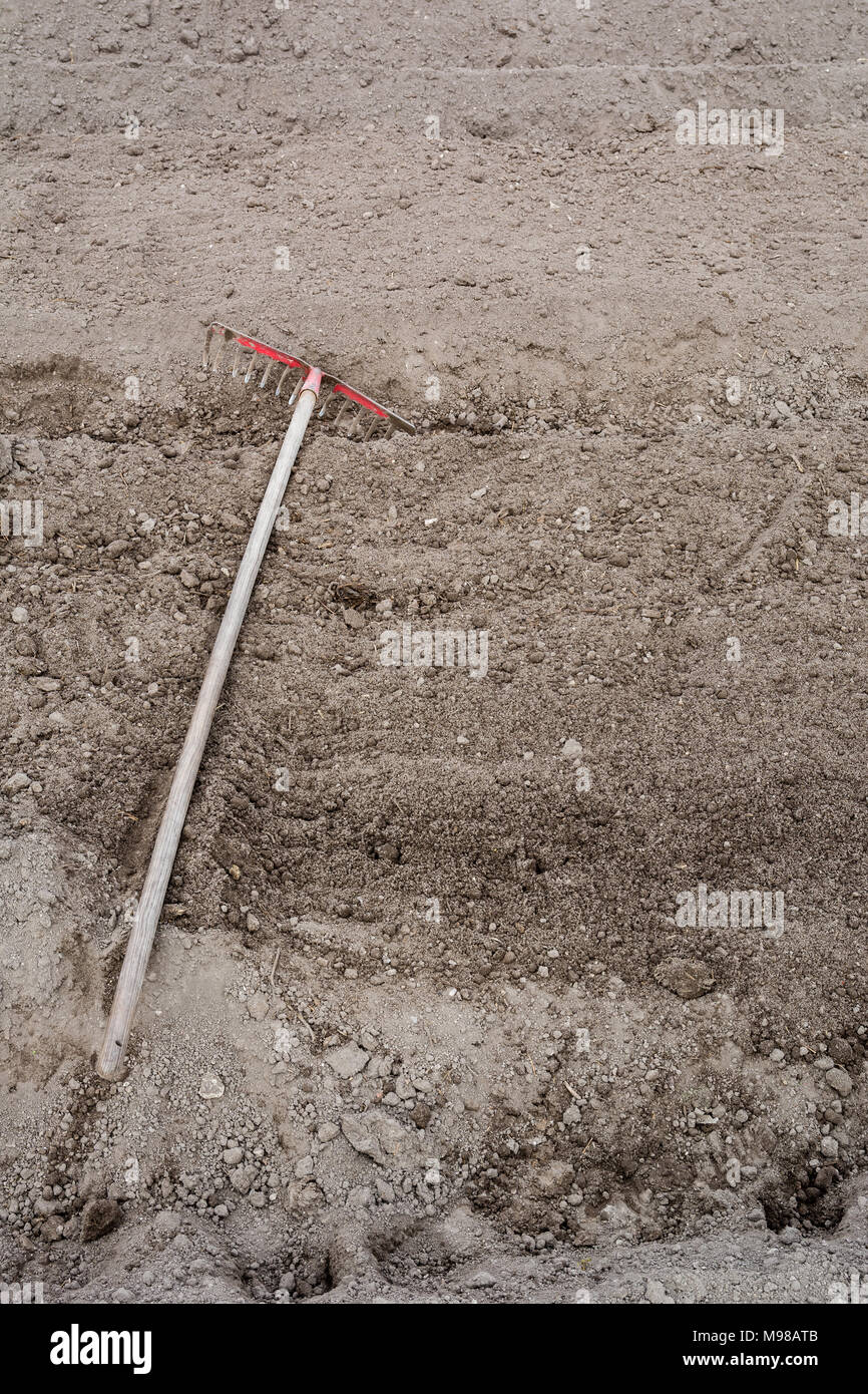 Old weeding tool or rake abandoned lying in garden on soil. Vertical ...