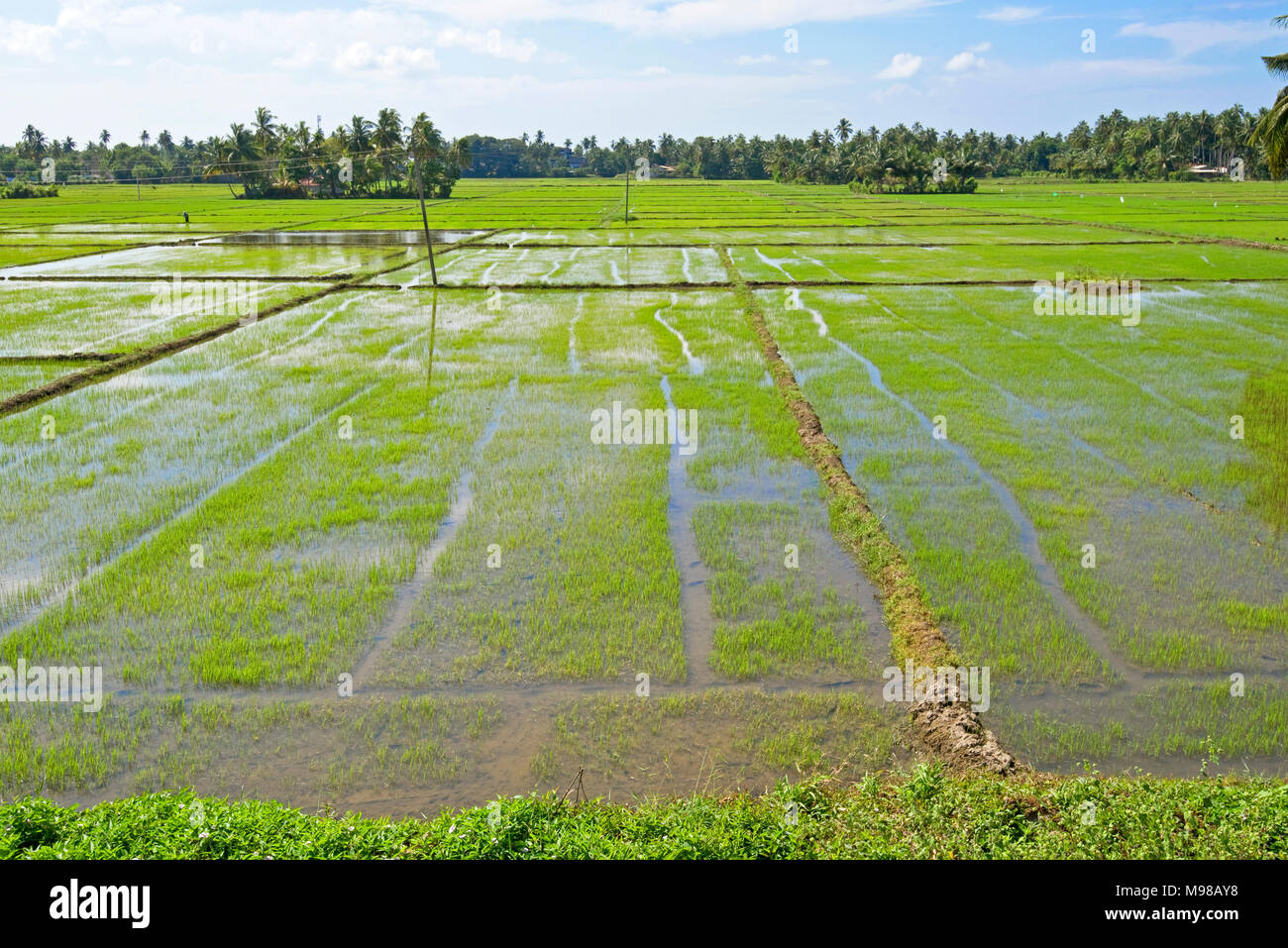 Sri lankan paddy field hi-res stock photography and images - Alamy