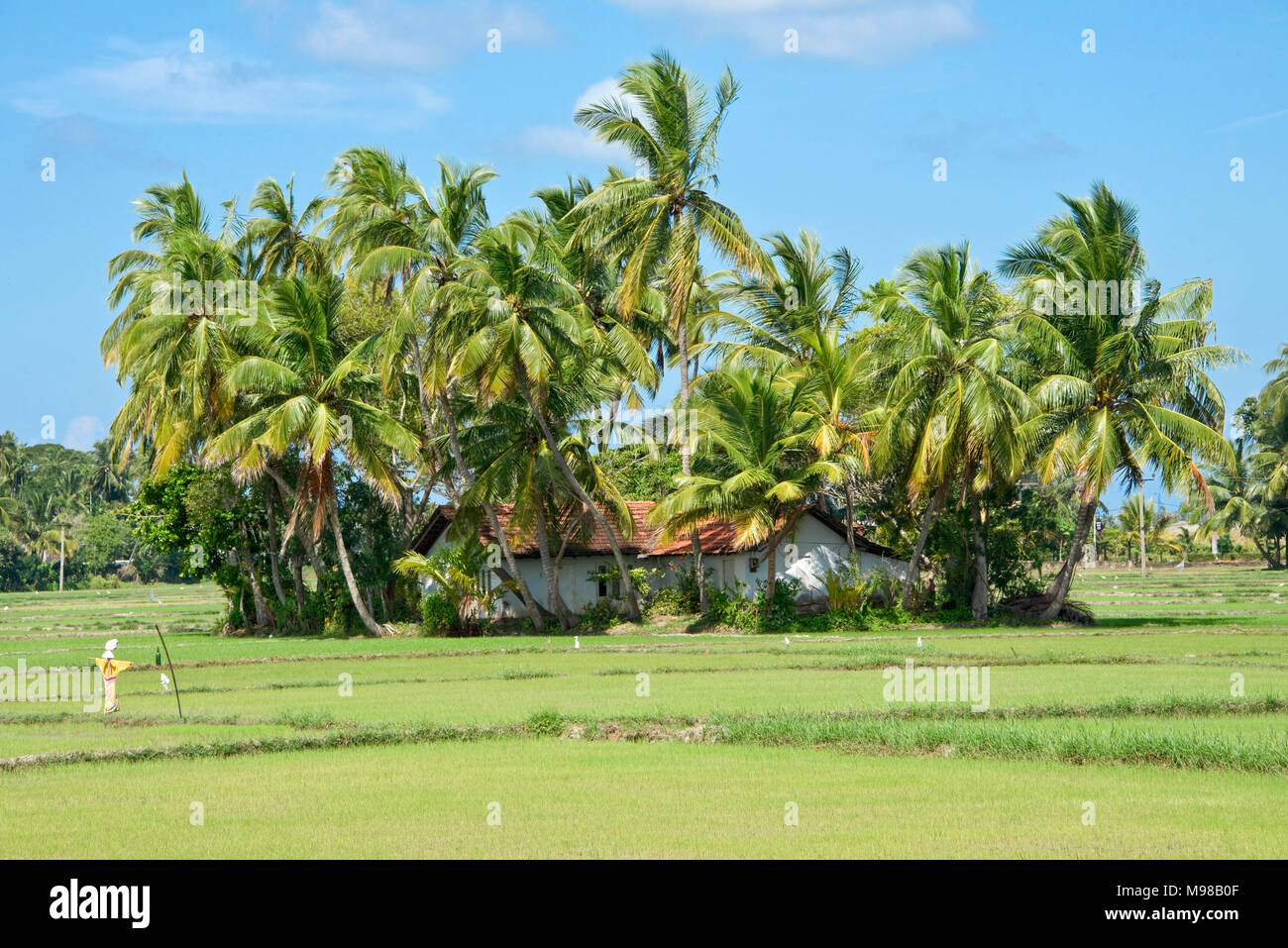 Sri lanka paddy field hi-res stock photography and images - Alamy