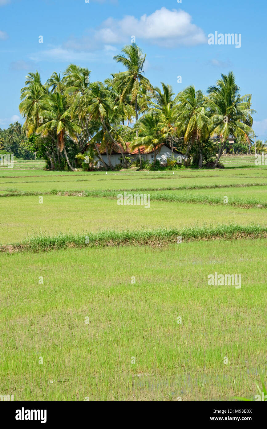 Paddy Field Sri Lanka High Resolution Stock Photography and Images - Alamy