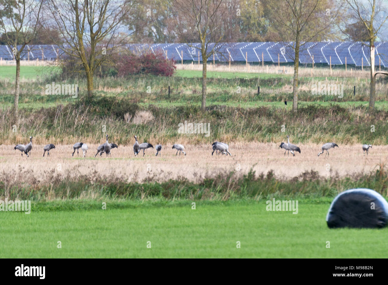 Aller common moor hi-res stock photography and images - Alamy