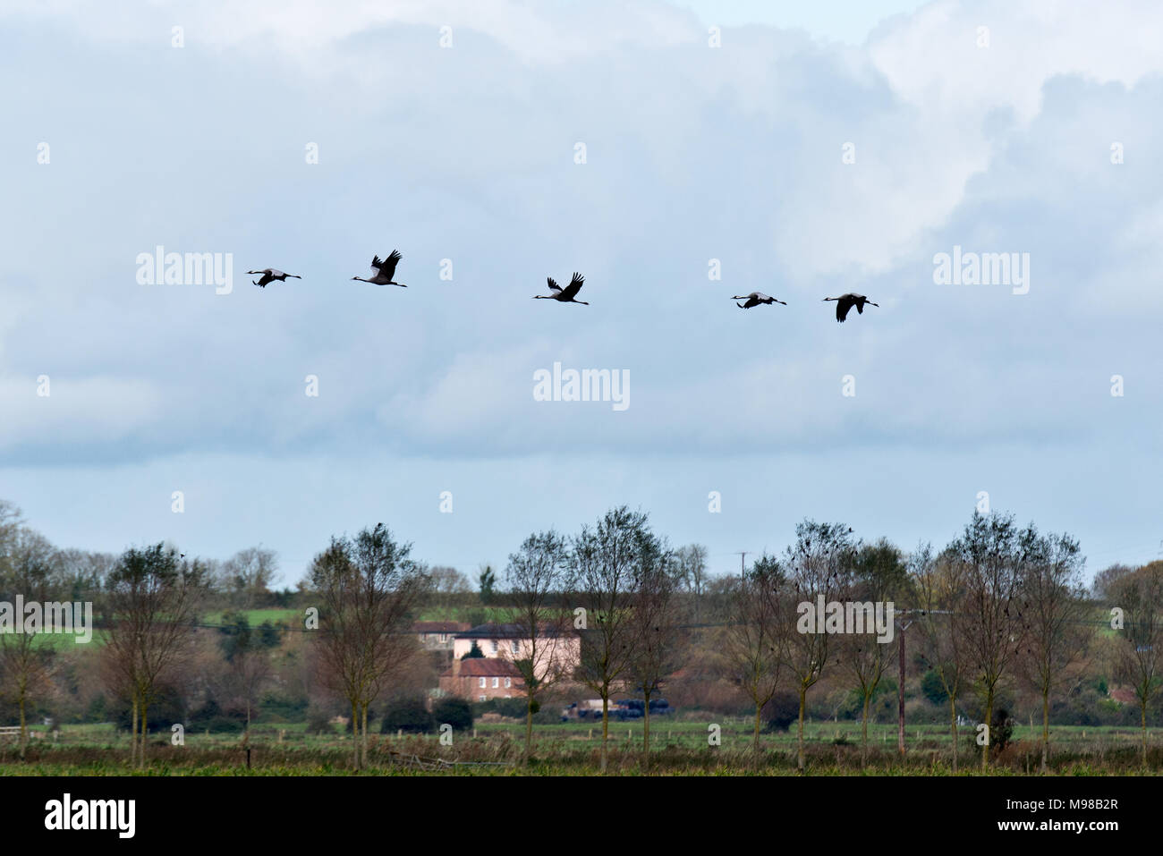 A flock of Common or Eurasian Cranes reintroduced as part of the Great ...