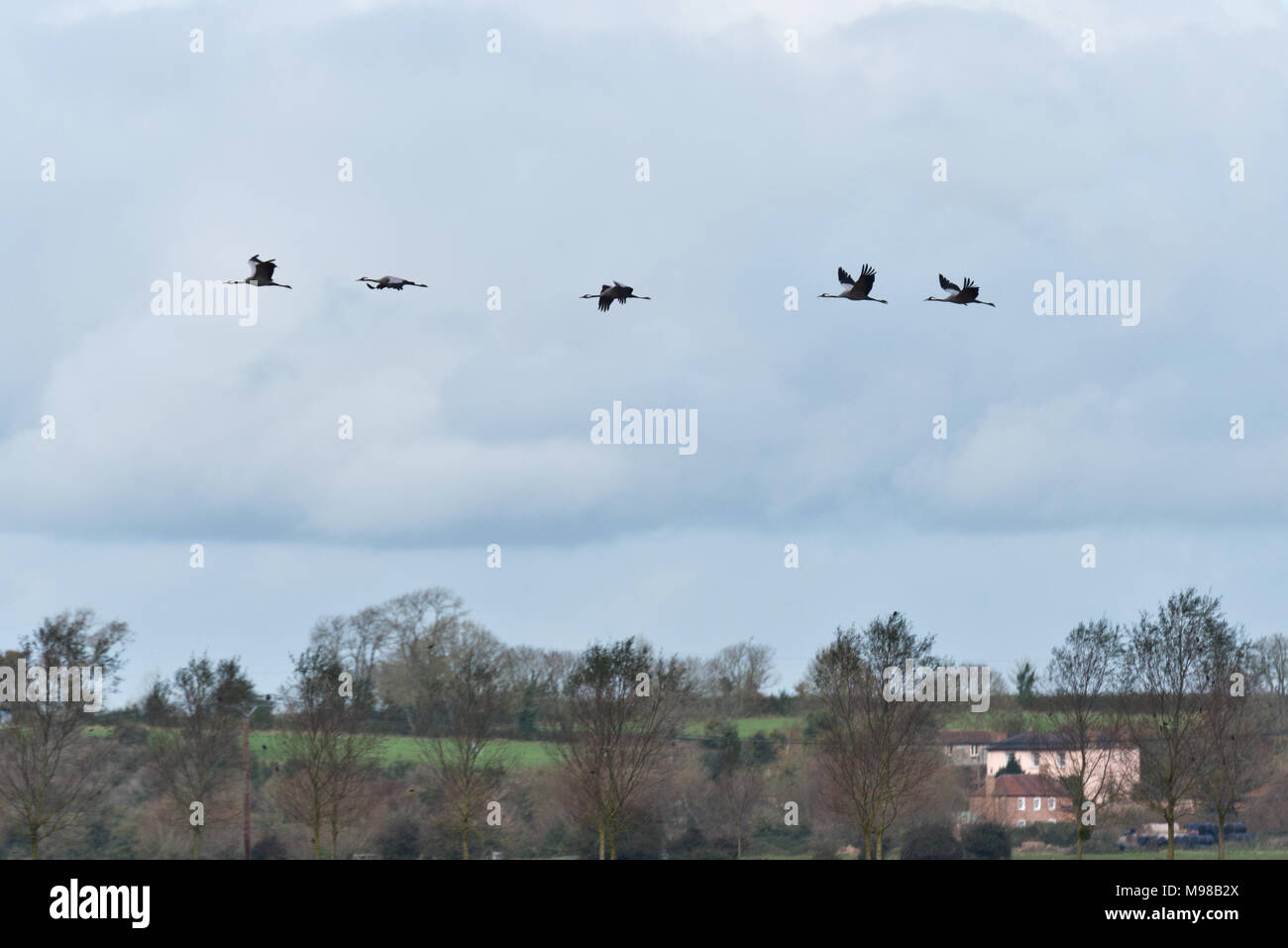A flock of Common or Eurasian Cranes reintroduced as part of the Great ...
