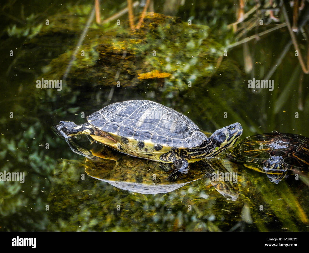 Group of turtles in a pond Stock Photo - Alamy