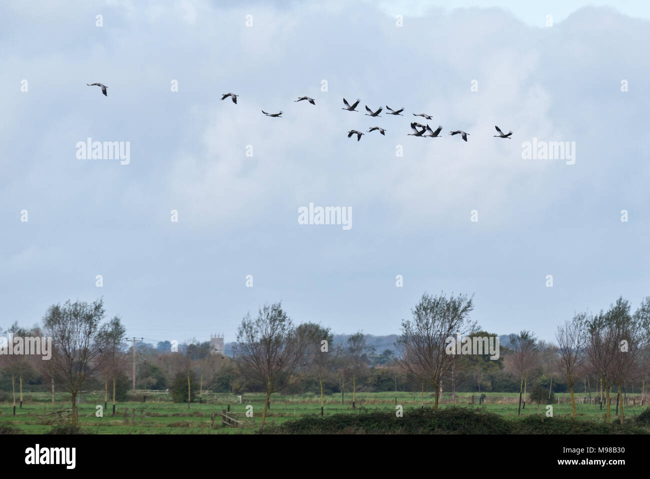 Aller common moor hi-res stock photography and images - Alamy