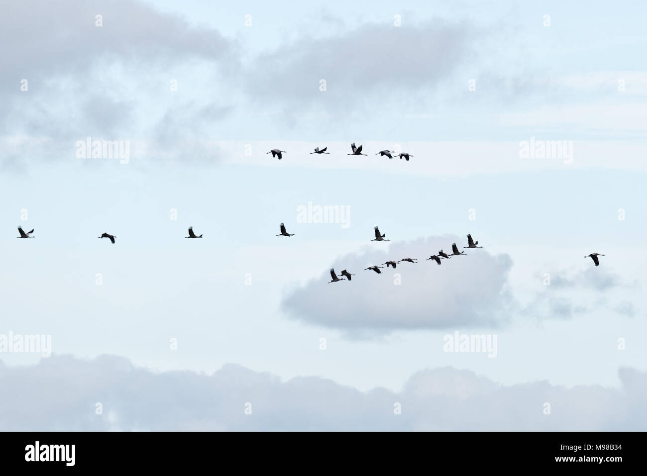 Aller common moor hi-res stock photography and images - Alamy