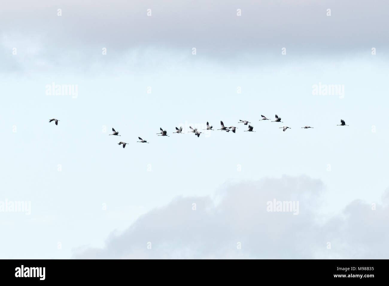 A flock of Common or Eurasian Cranes reintroduced as part of the Great ...