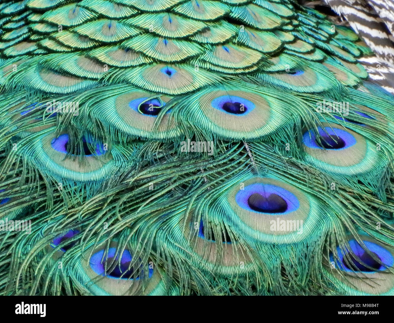 Peacock plumage close up Stock Photo - Alamy