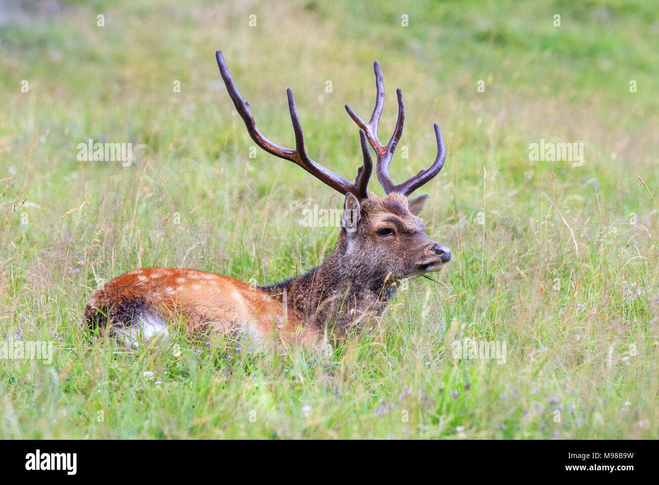 sika deer in Merlet Animal Park. Chamonix, France Stock Photo - Alamy