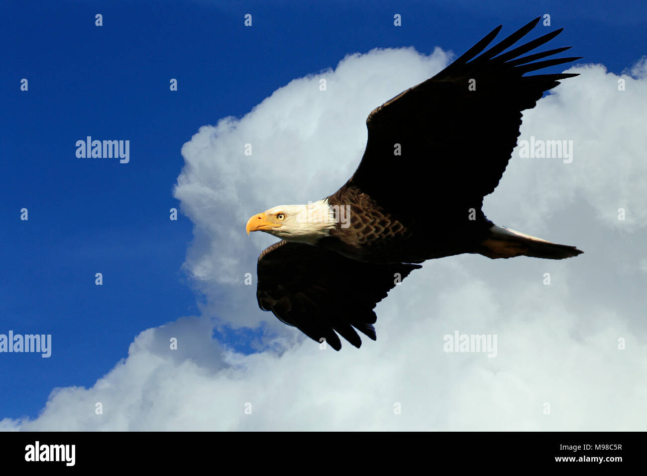 Eagle soaring hi-res stock photography and images - Alamy
