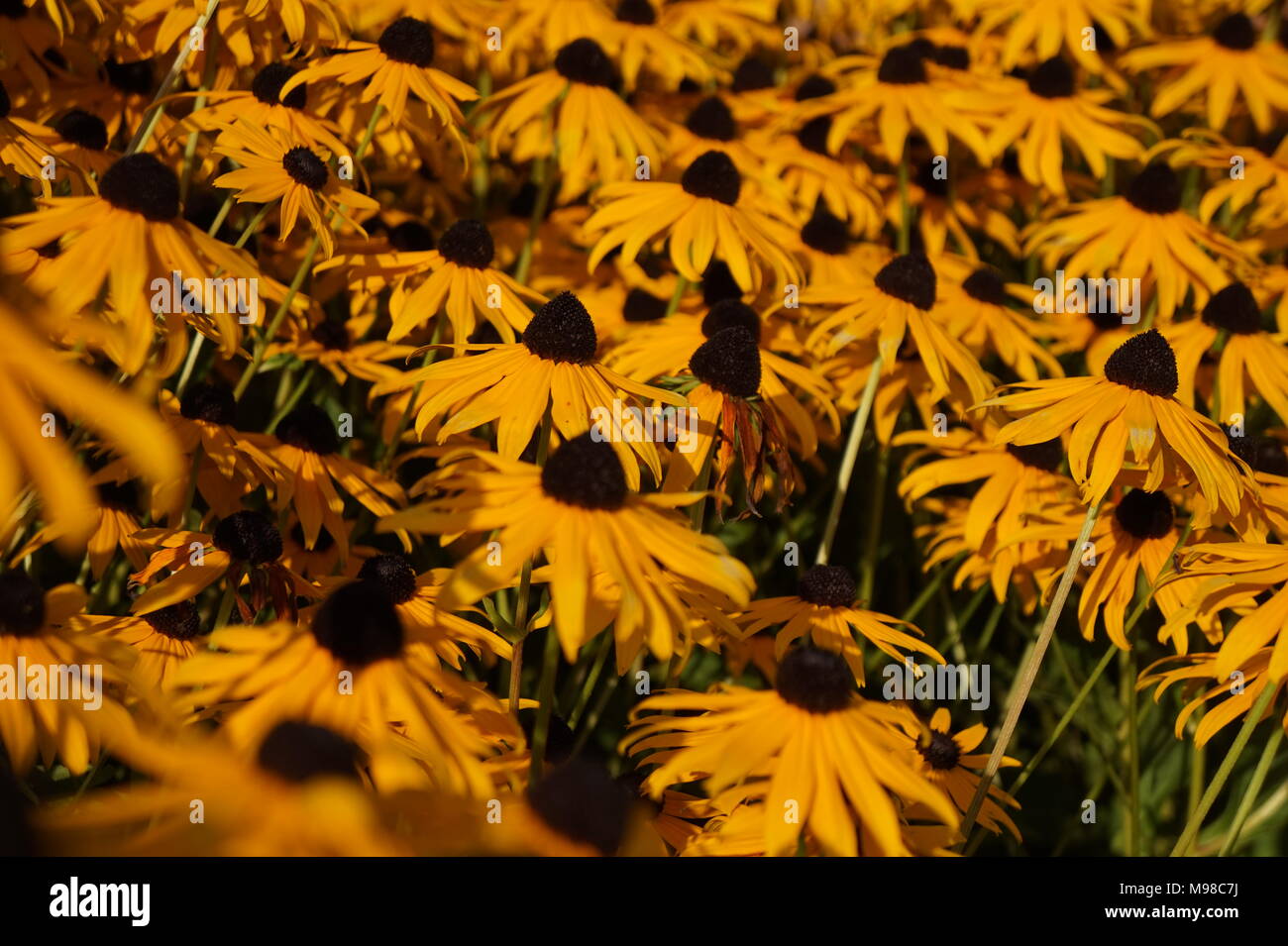 Yellow flowerfield hi-res stock photography and images - Alamy
