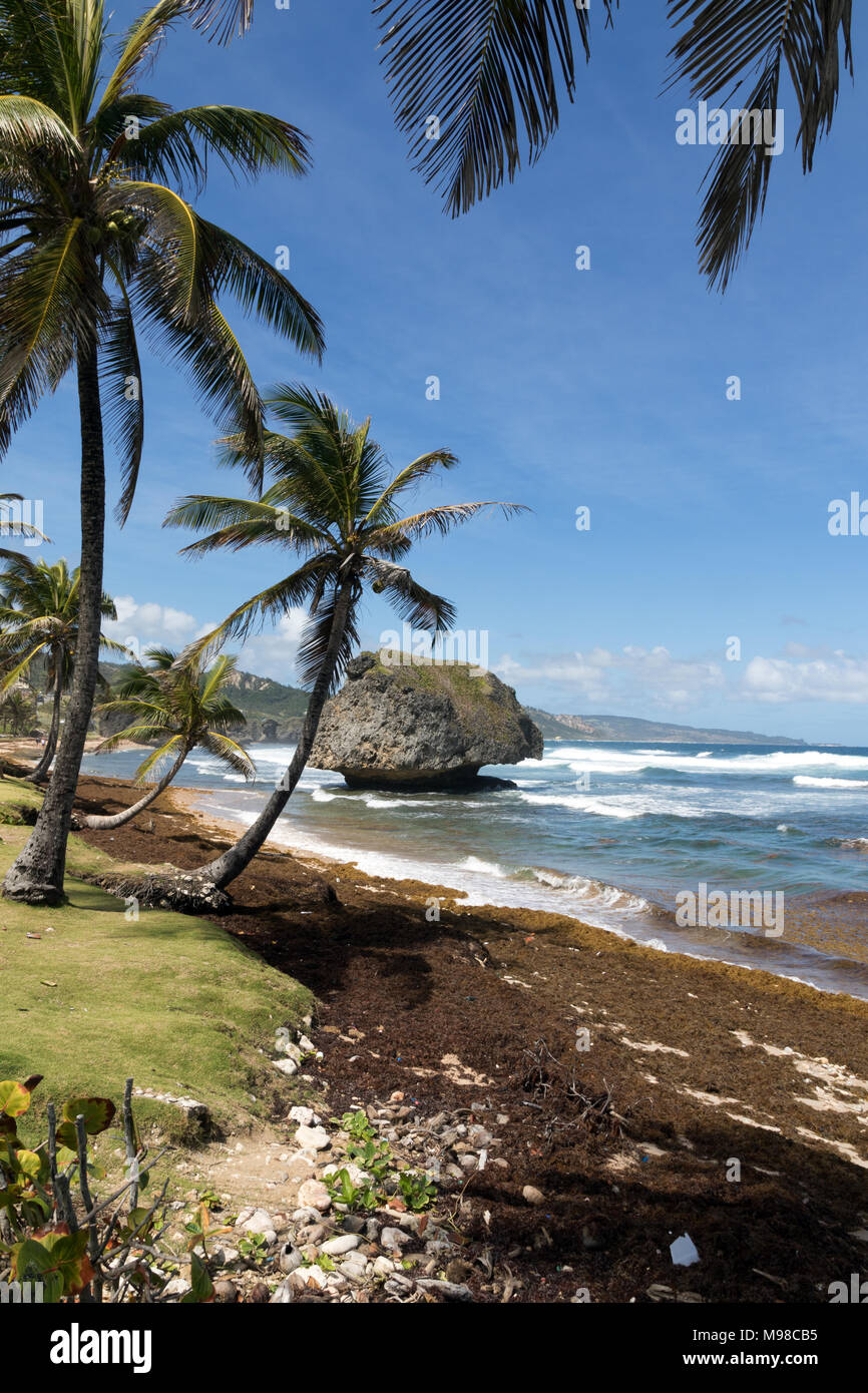 Bathsheba Rock on Barbados's rugged east coast Stock Photo - Alamy