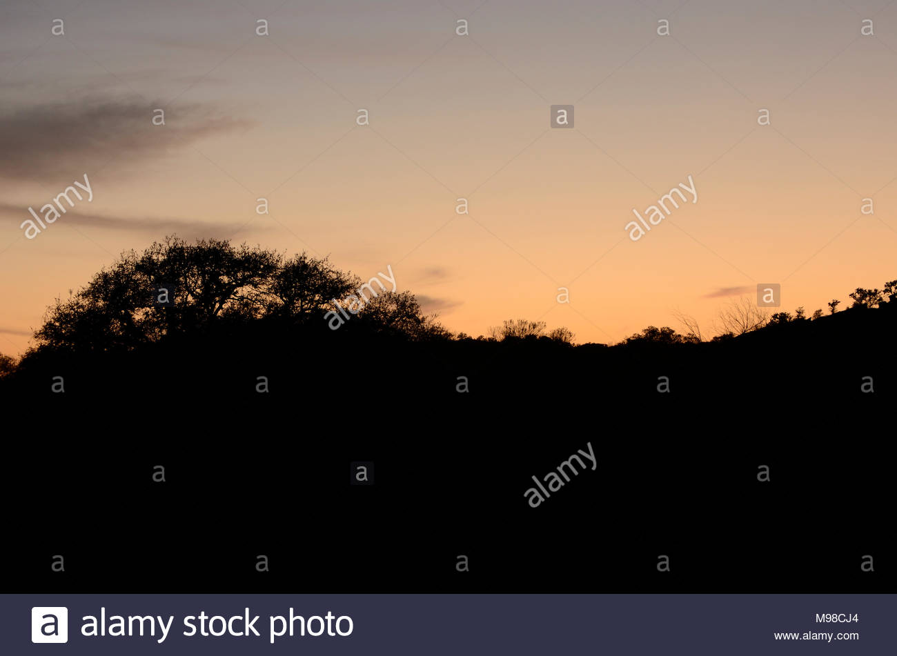 Live Oak Tree Silhouette High Resolution Stock Photography and Images ...