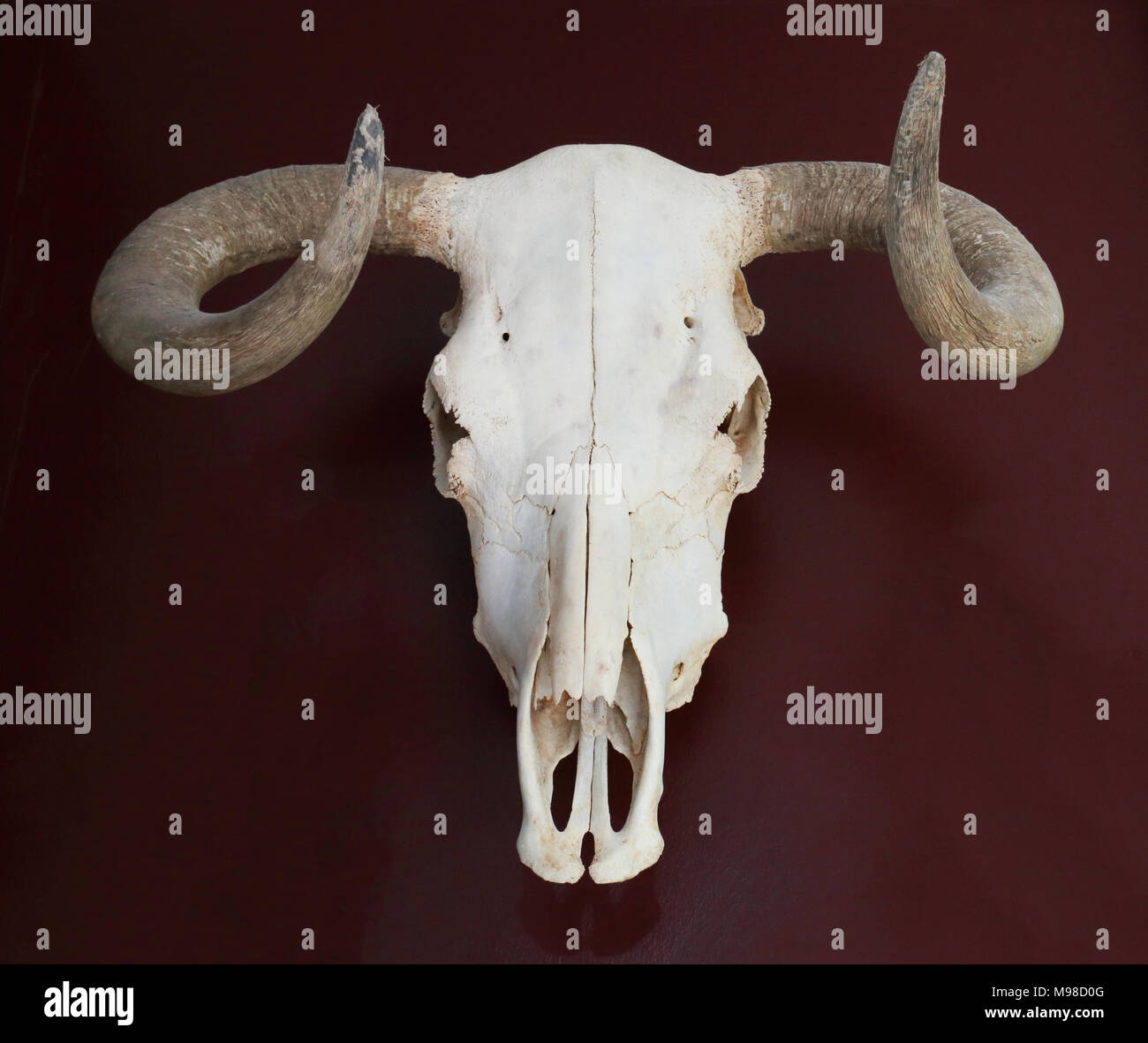 Bull skull hi-res stock photography and images - Alamy