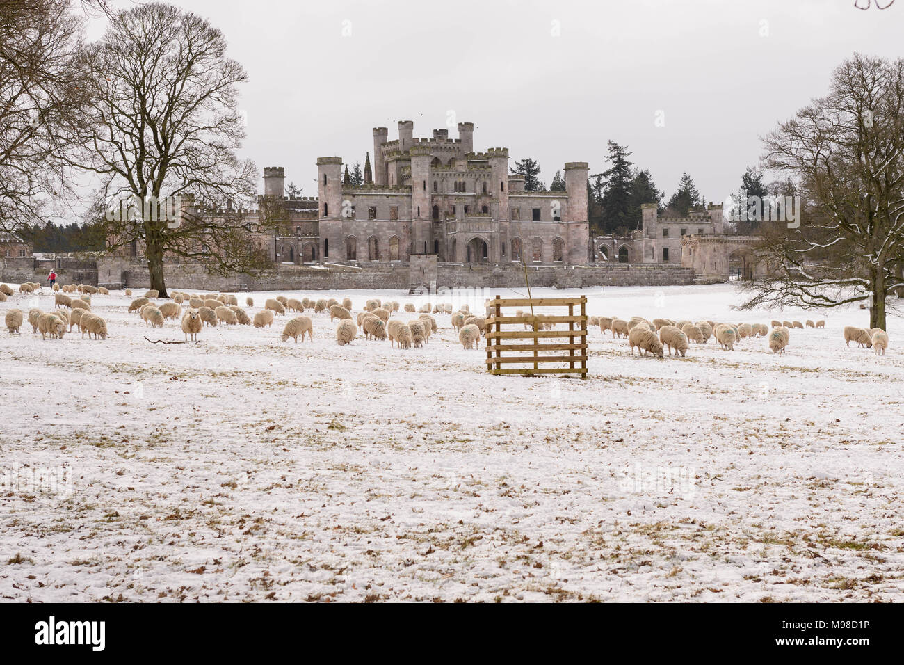 Sheep grazing in snow outside Lowther Castle Stock Photo - Alamy
