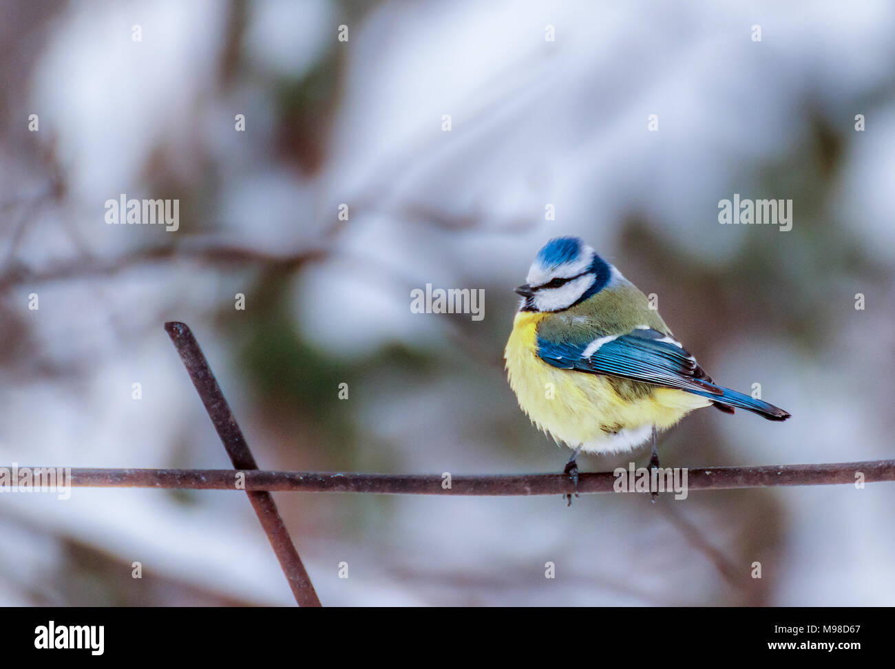 Eurasian blue tit Stock Photo - Alamy