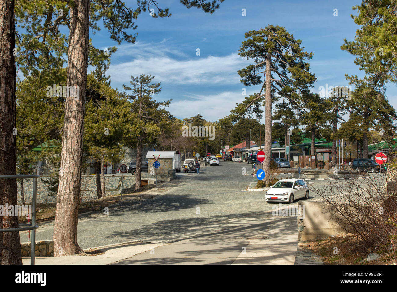 Black pine trees in the spring sunshine at troodos square in the ...