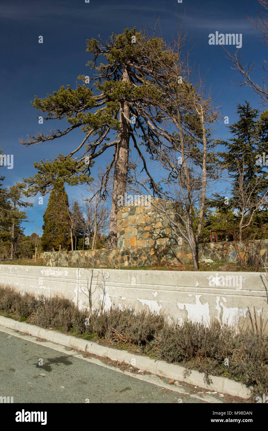Black pine trees in the spring sunshine at troodos square in the ...