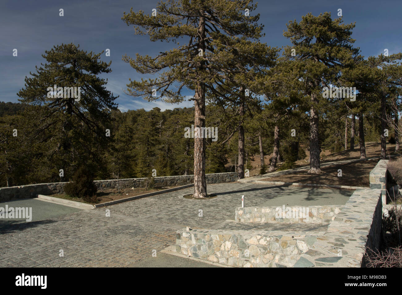 Black pine trees in the spring sunshine at troodos square in the ...