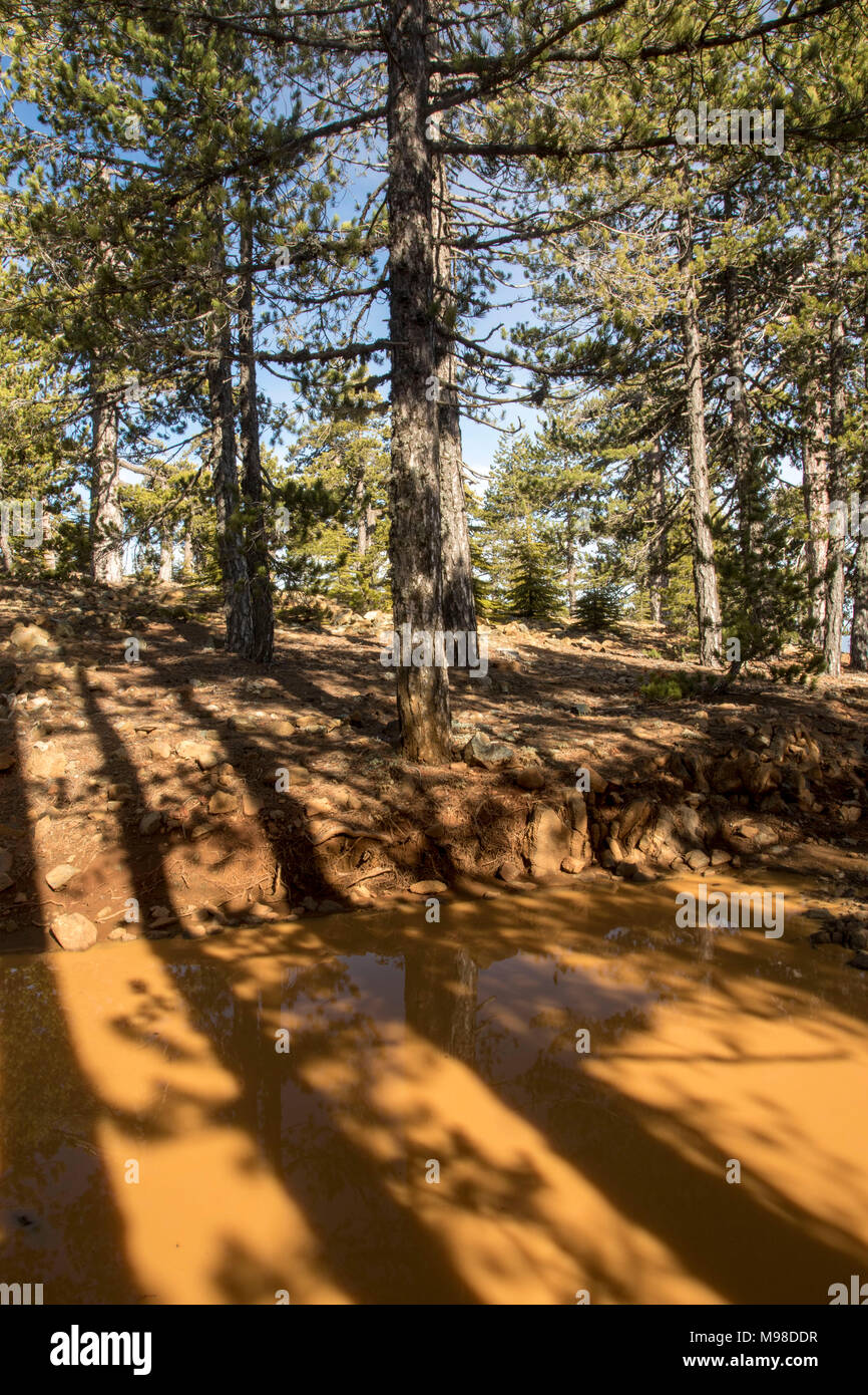 Black pine trees in strong spring sunshine in the troodos national ...