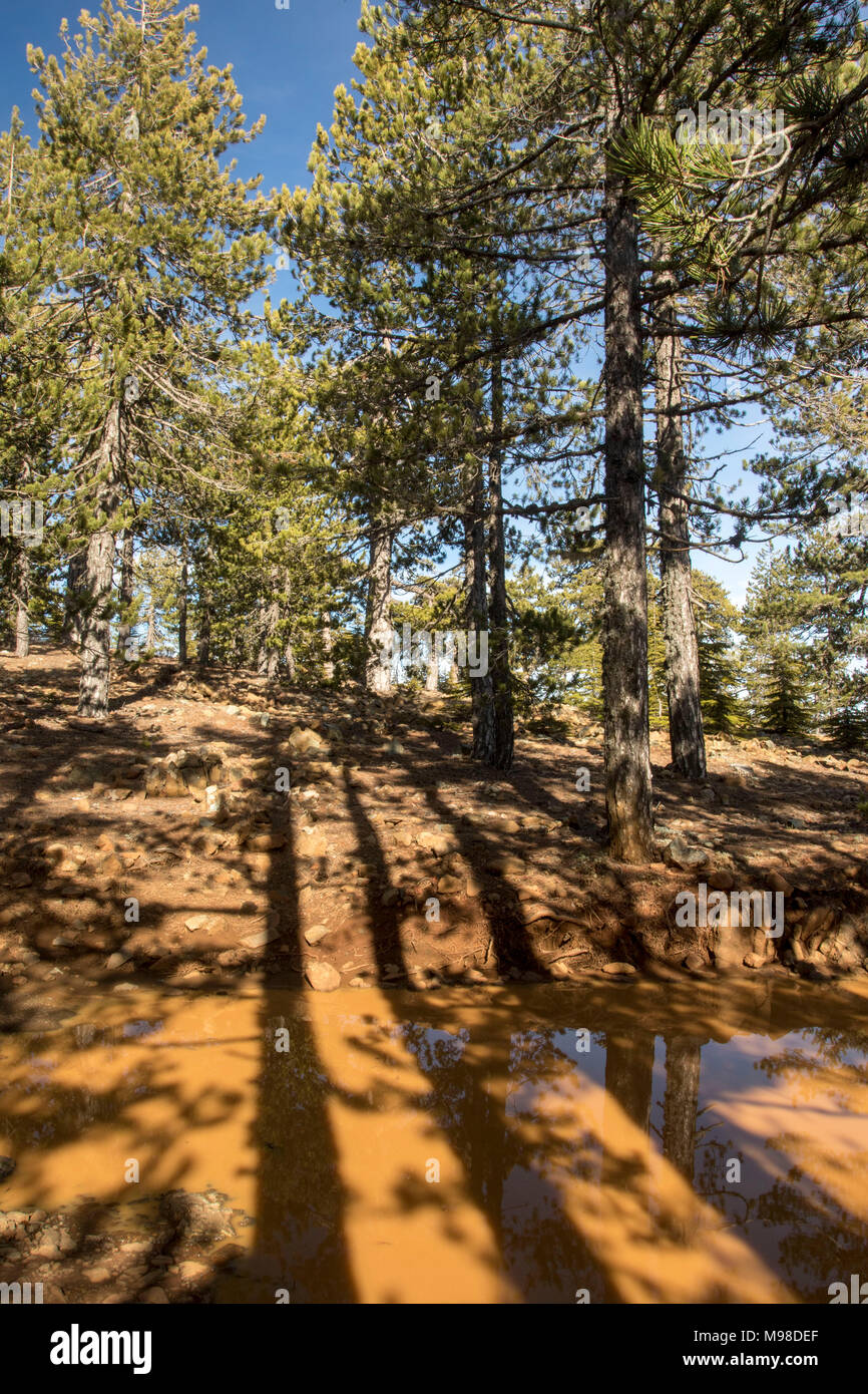 Black pine trees in strong spring sunshine in the troodos national ...