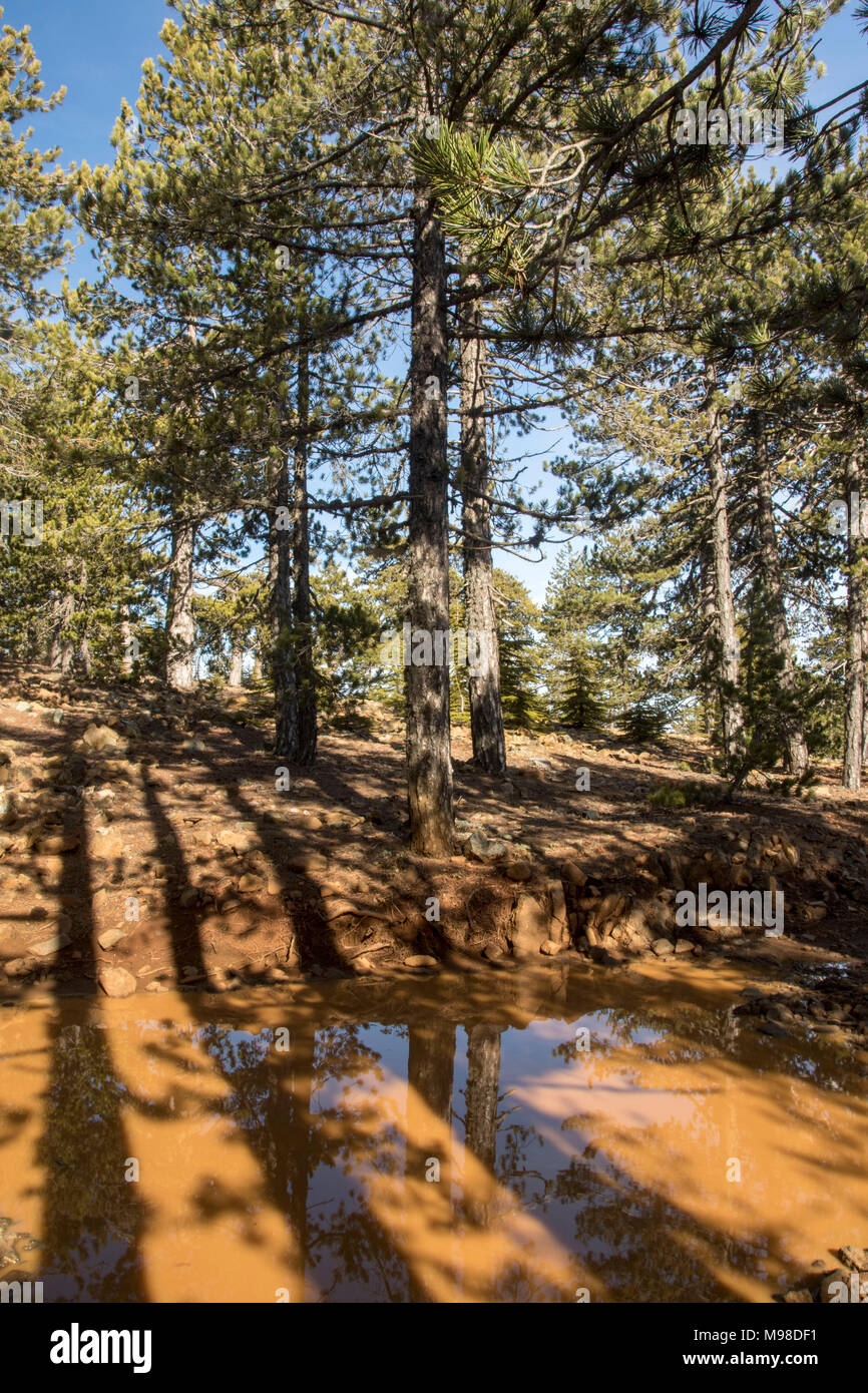 Black pine trees in strong spring sunshine in the troodos national ...