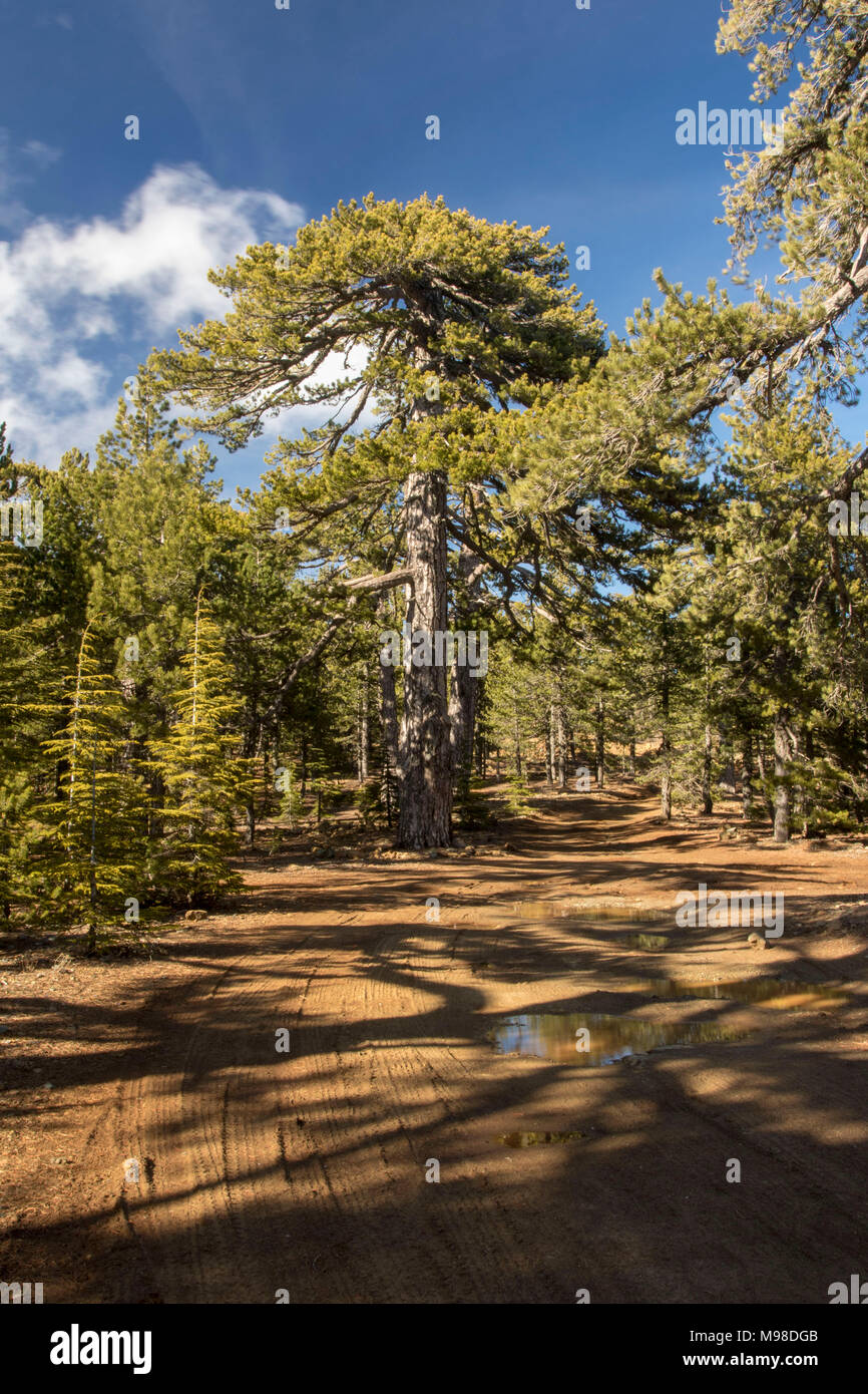 Black pine trees in strong spring sunshine in the troodos national ...