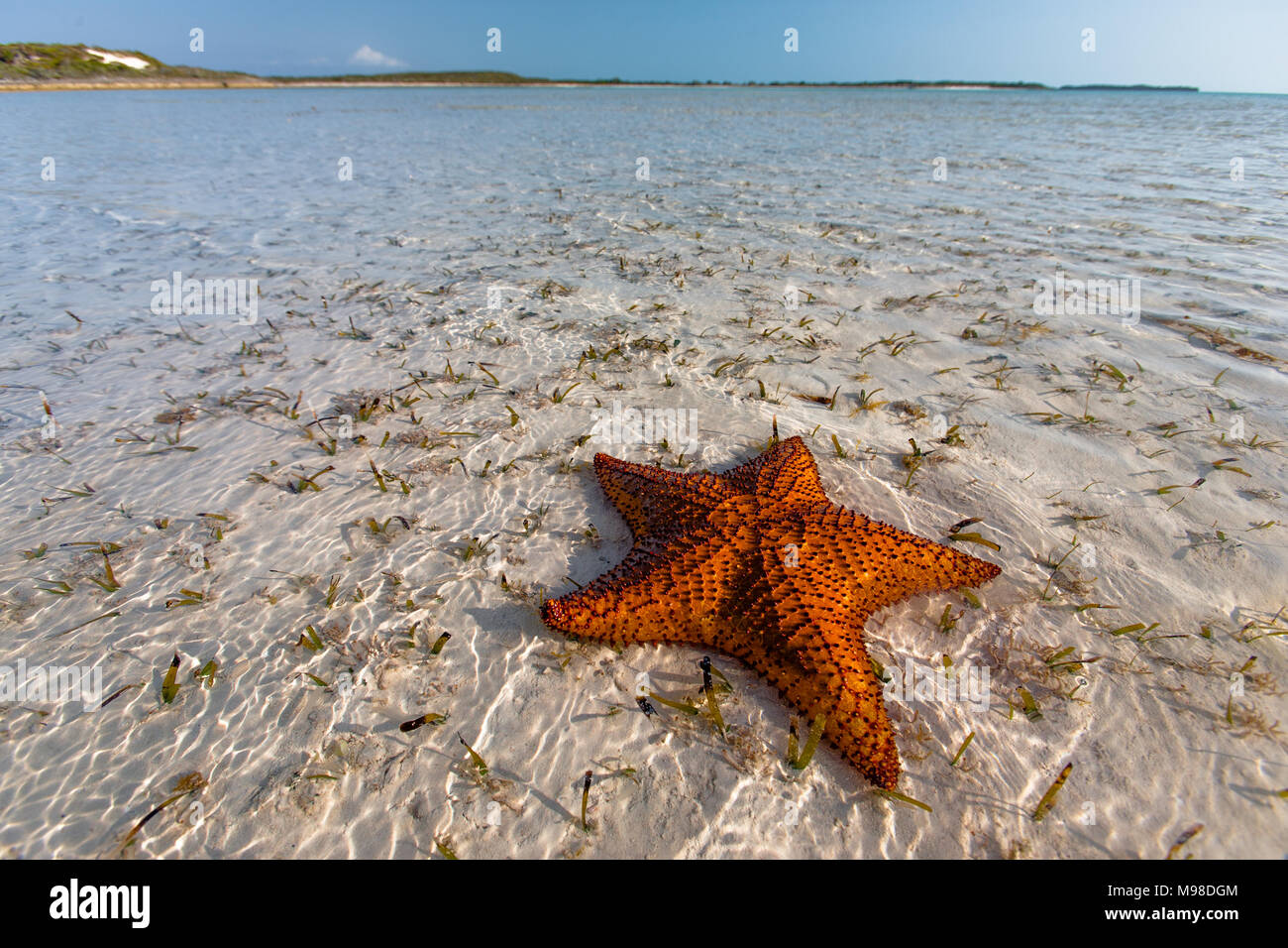 A perfect starfish moves along a perfect beach in low tide Stock Photo ...