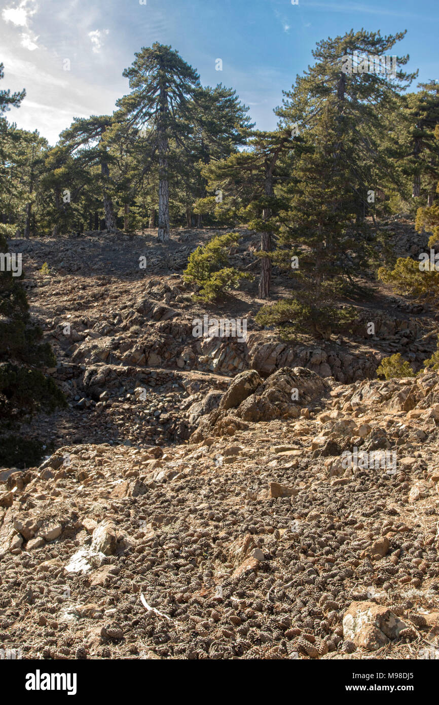 Black pine trees in strong spring sunshine in the troodos national ...