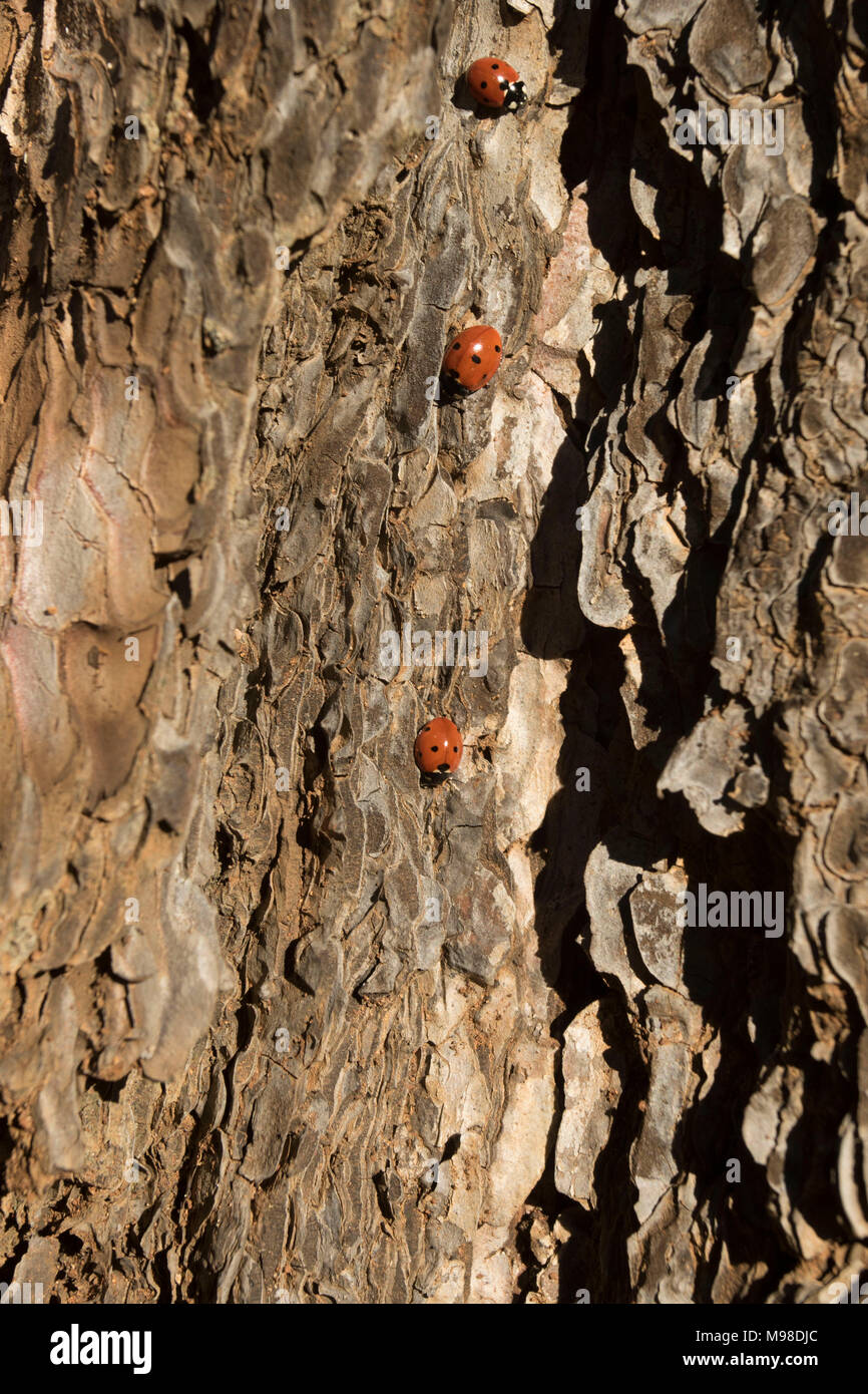 Ladybugs awakening in pine tree bark to warm up - early spring in the ...