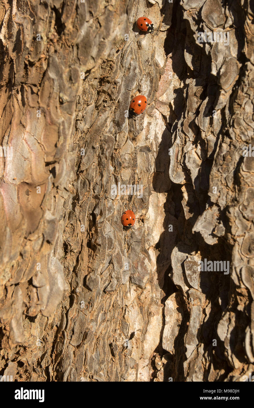 Ladybugs awakening in pine tree bark to warm up - early spring in the ...