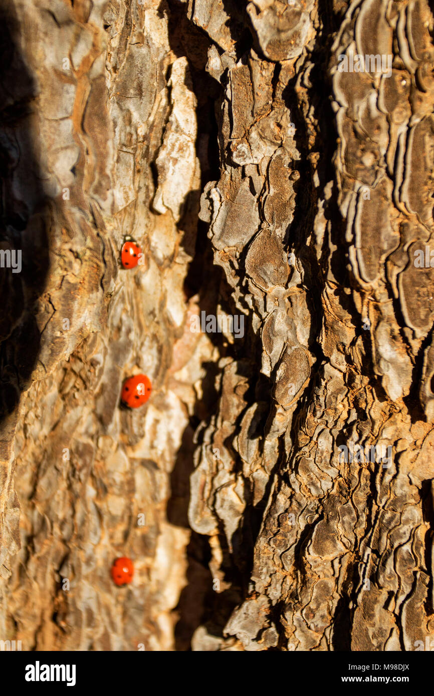 Ladybugs awakening in pine tree bark to warm up - early spring in the ...