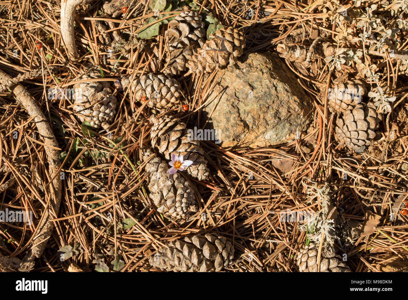 Woodland floor in spring in the Troodos mountains of Cyprus showing ...