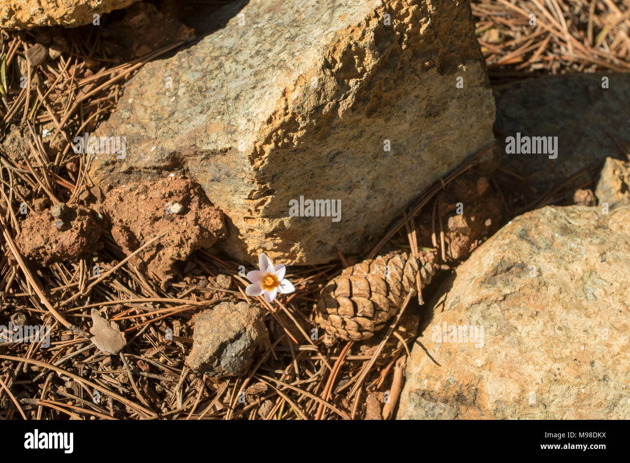 Woodland floor in spring in the Troodos mountains of Cyprus showing ...