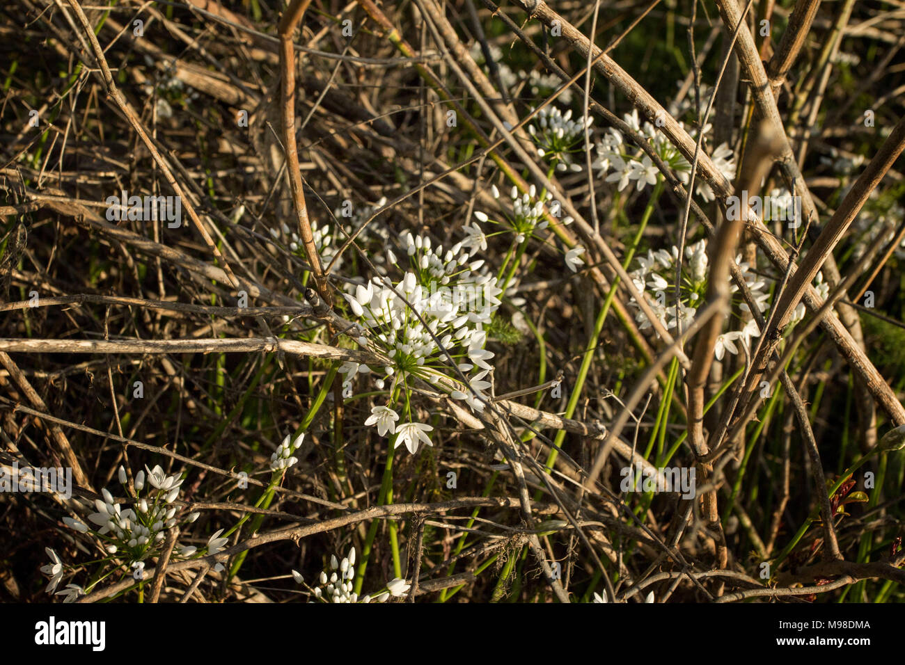 White spring wildflowers in grassland in the Paphos countryside, Paphos ...