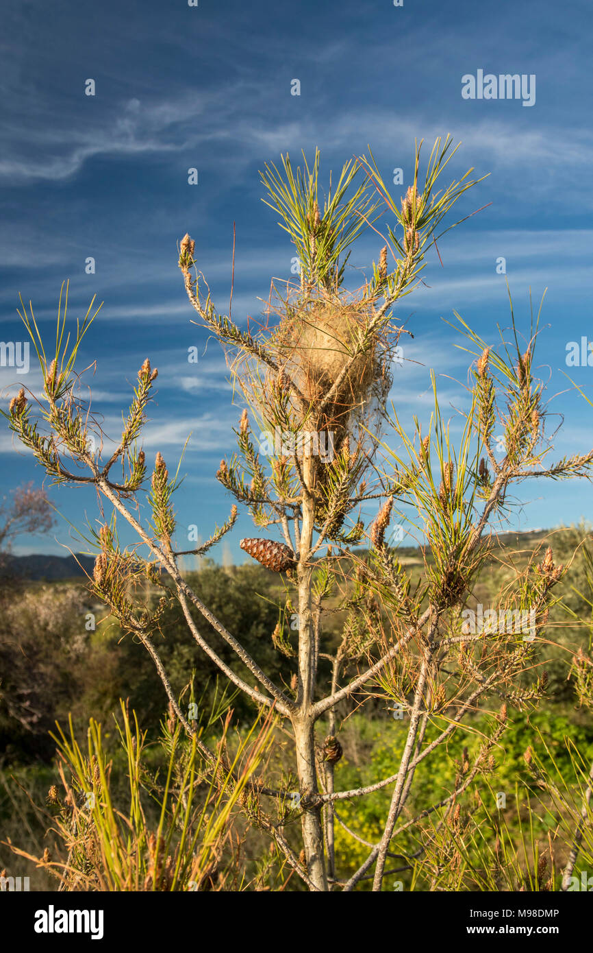 pine processionary caterpillar nest on a small pine tree in the ...