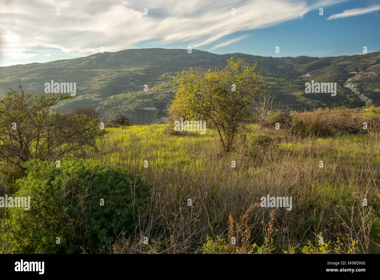 Lone tree in the spring landscape in the countryside around Miliou ...