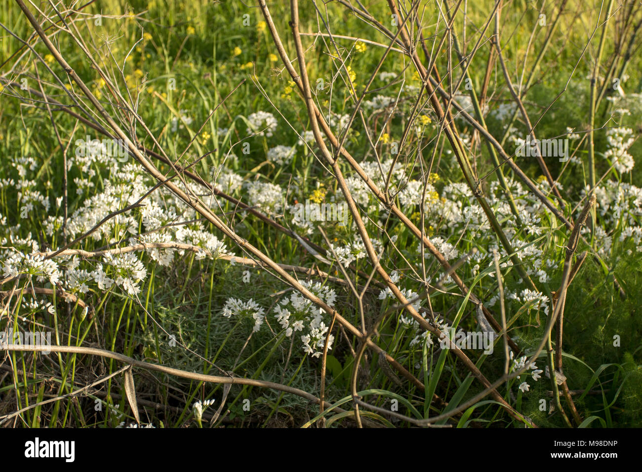 Paphos wildflowers hi-res stock photography and images - Alamy