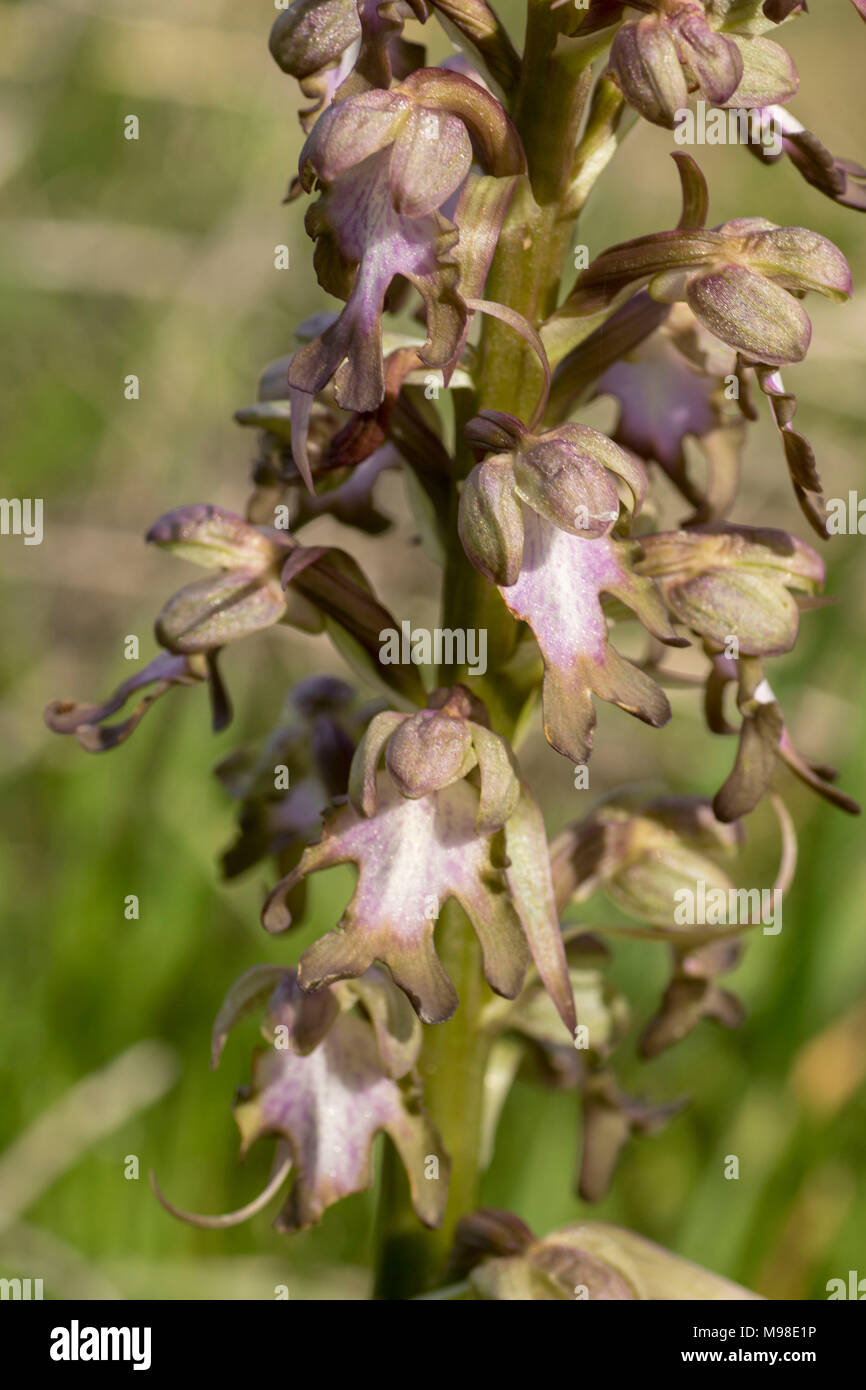 Orchid plants in spring grassland in the Paphos countryside in Cyprus ...