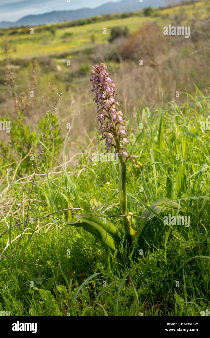 Orchid plants in spring grassland in the Paphos countryside in Cyprus ...