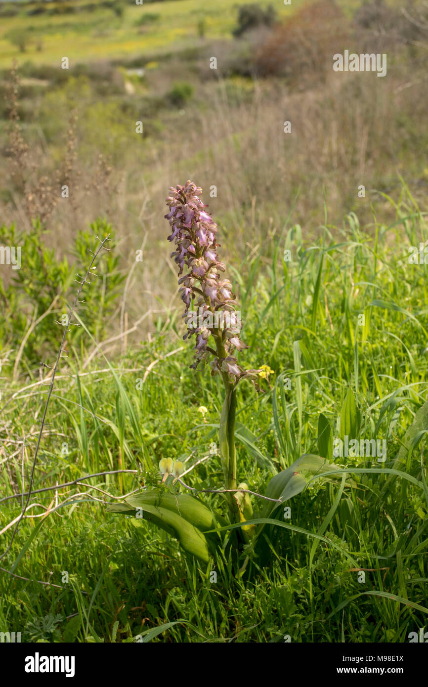 Orchid plants in spring grassland in the Paphos countryside in Cyprus ...