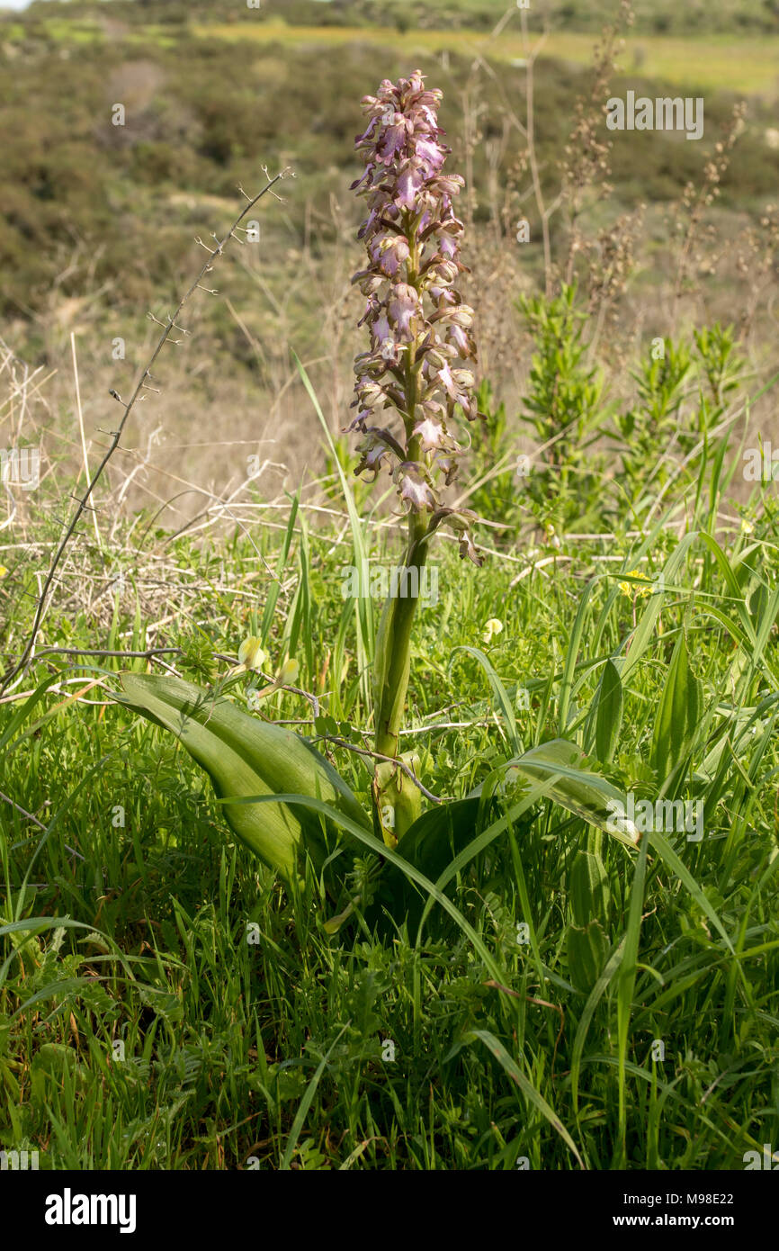 Orchid plants in spring grassland in the Paphos countryside in Cyprus ...